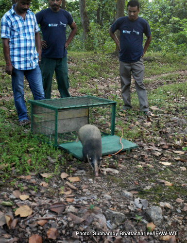 Rarely Seen Hog Badger Rescued and Released Back to Wild | Wildlife ...