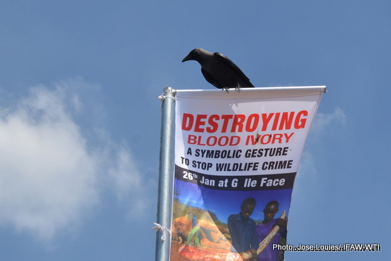 Zero Tolerance for Blood Ivory: the Sri Lankan Way - Wildlife Trust of ...