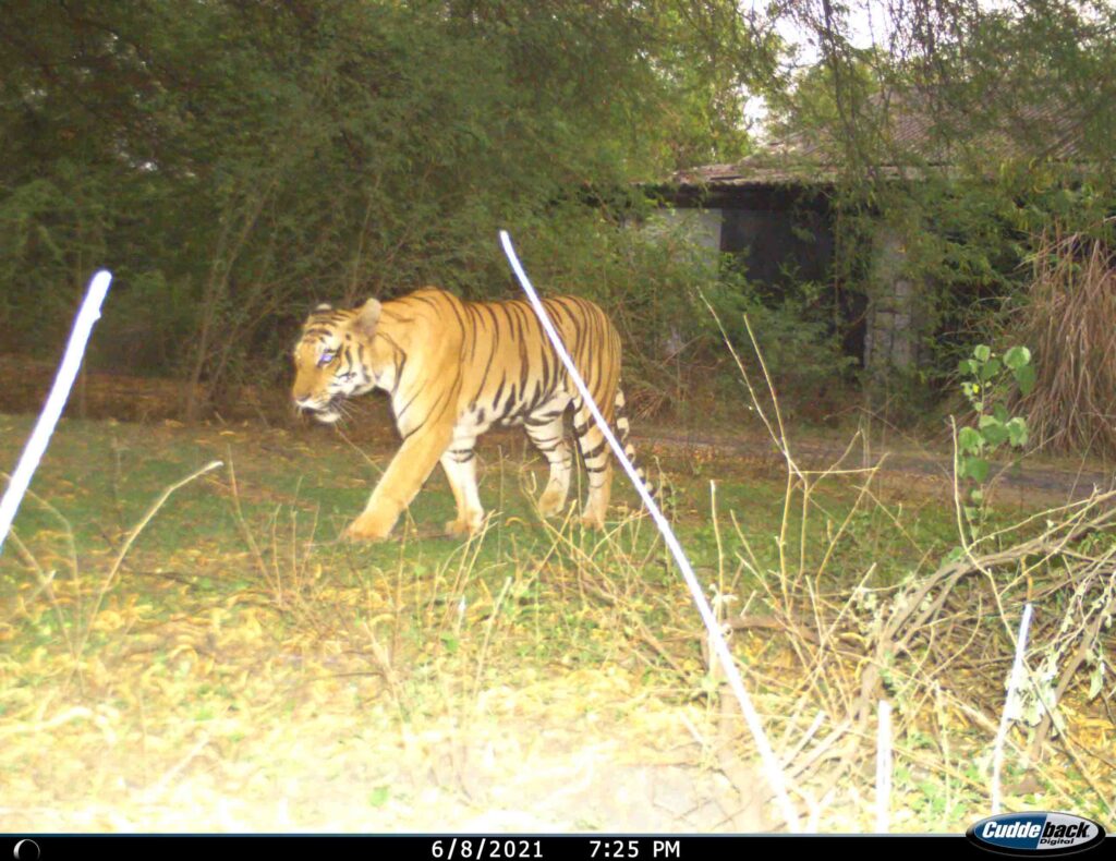 The Curious Case of the Factory Tigress - Wildlife Trust of India ...