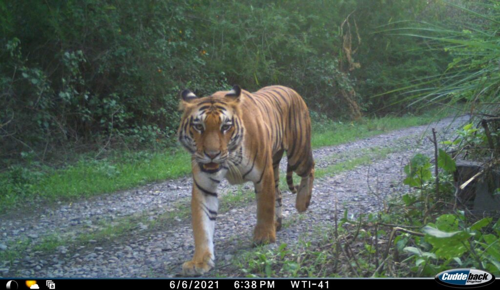 The Curious Case of the Factory Tigress - Wildlife Trust of India ...