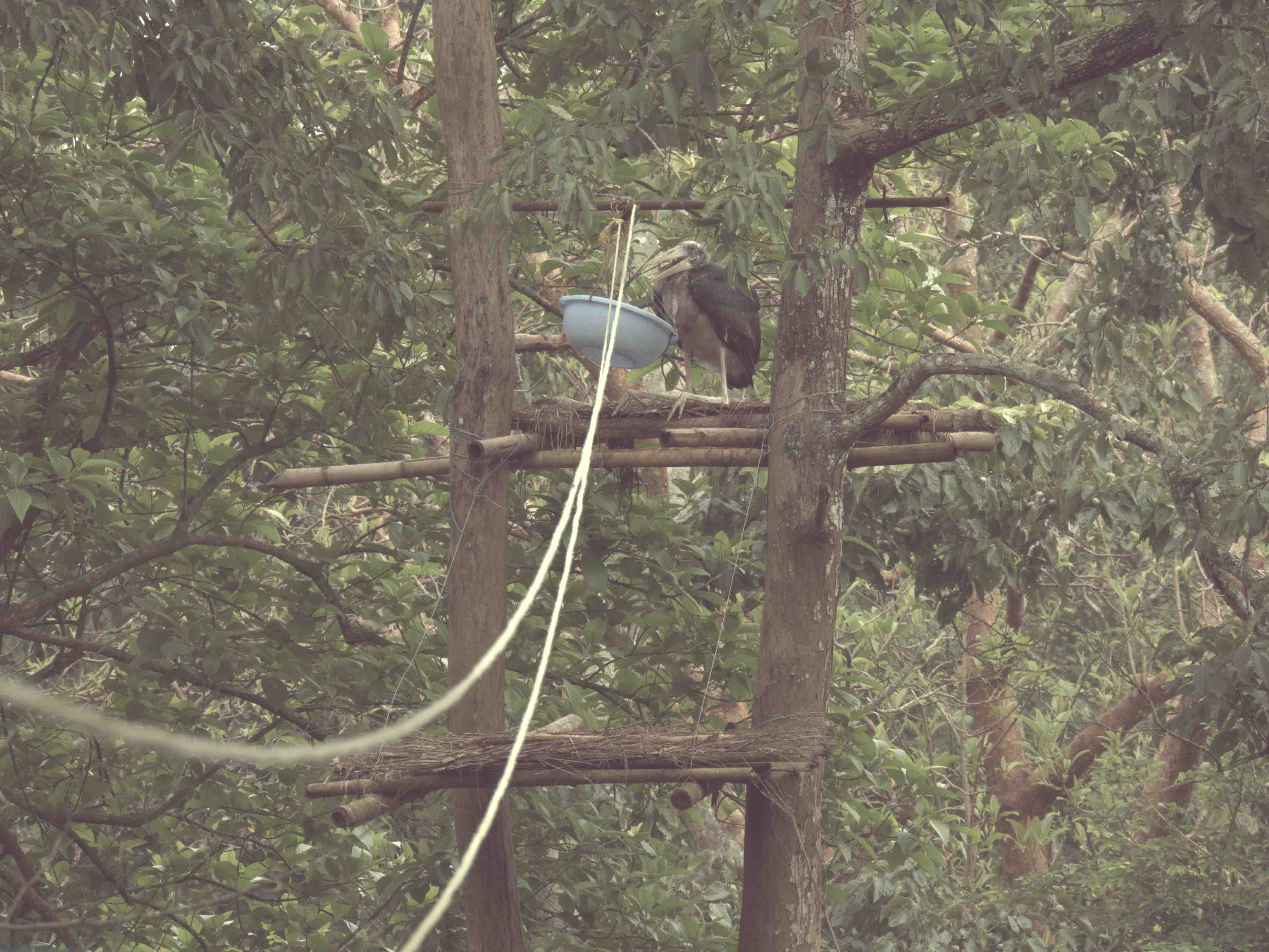 An Endangered Stork Goes Back to the Wild - Wildlife Trust of India ...